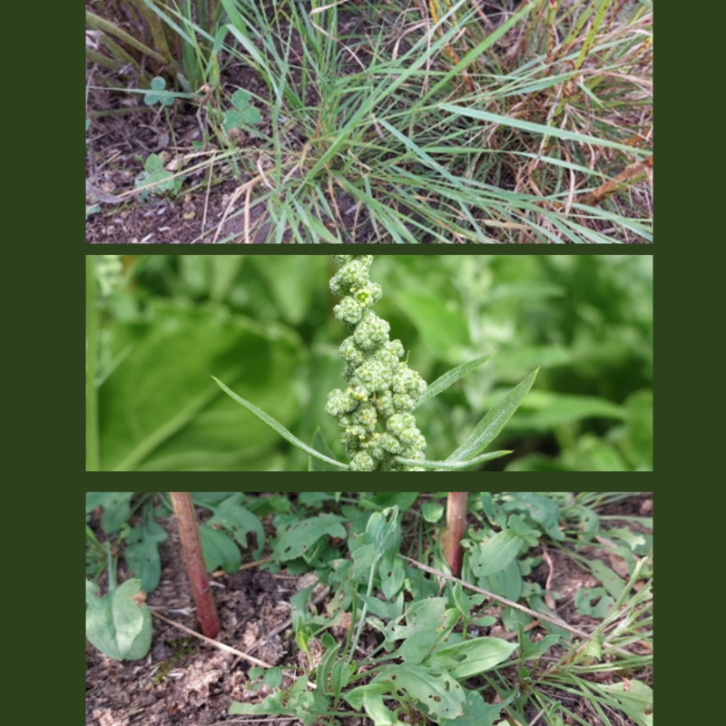 Hoe onkruid herkennen en verwijderen?